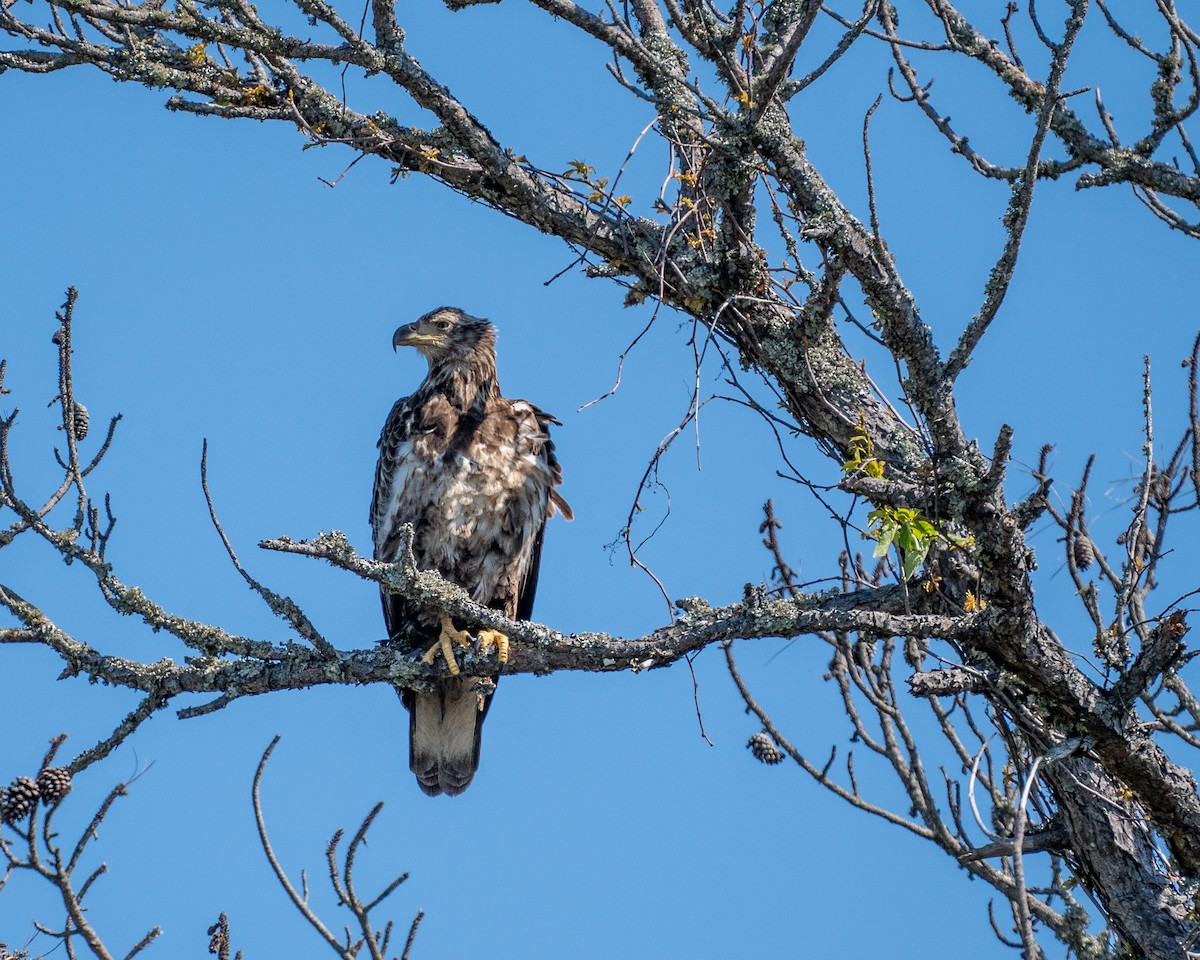 eBird Checklist - 22 Mar 2023 - Twisted Pine - 1 species