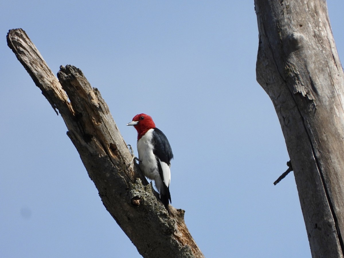 eBird Checklist - 22 Mar 2023 - stakeout Red-headed Woodpeckers, Beaver ...