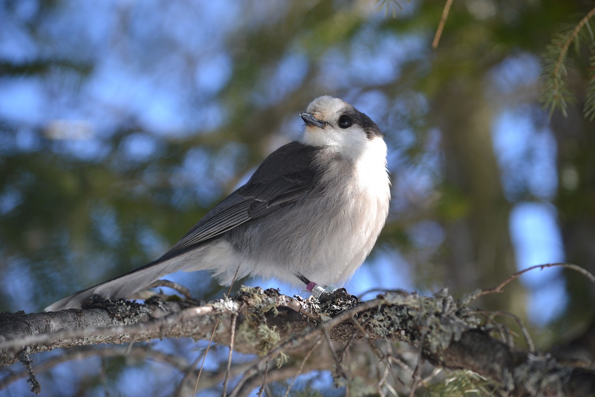 eBird Canada Checklist - 15 Mar 2023 - Algonquin Provincial Park--Mizzy Lake Trail - 5 species