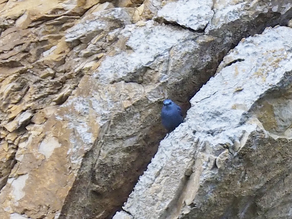 Blue Rock-Thrush - eBird