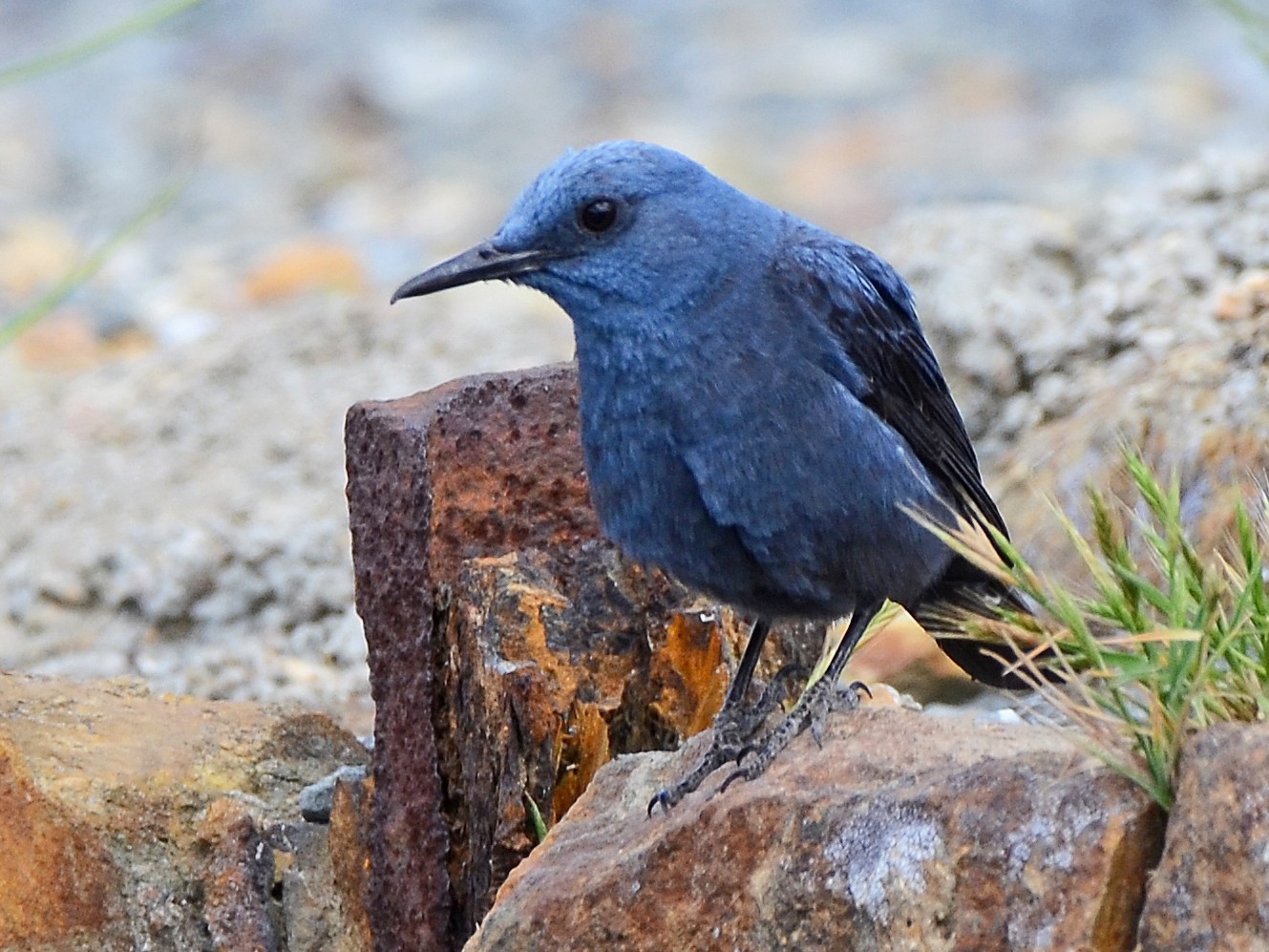Blue Rock-Thrush - eBird