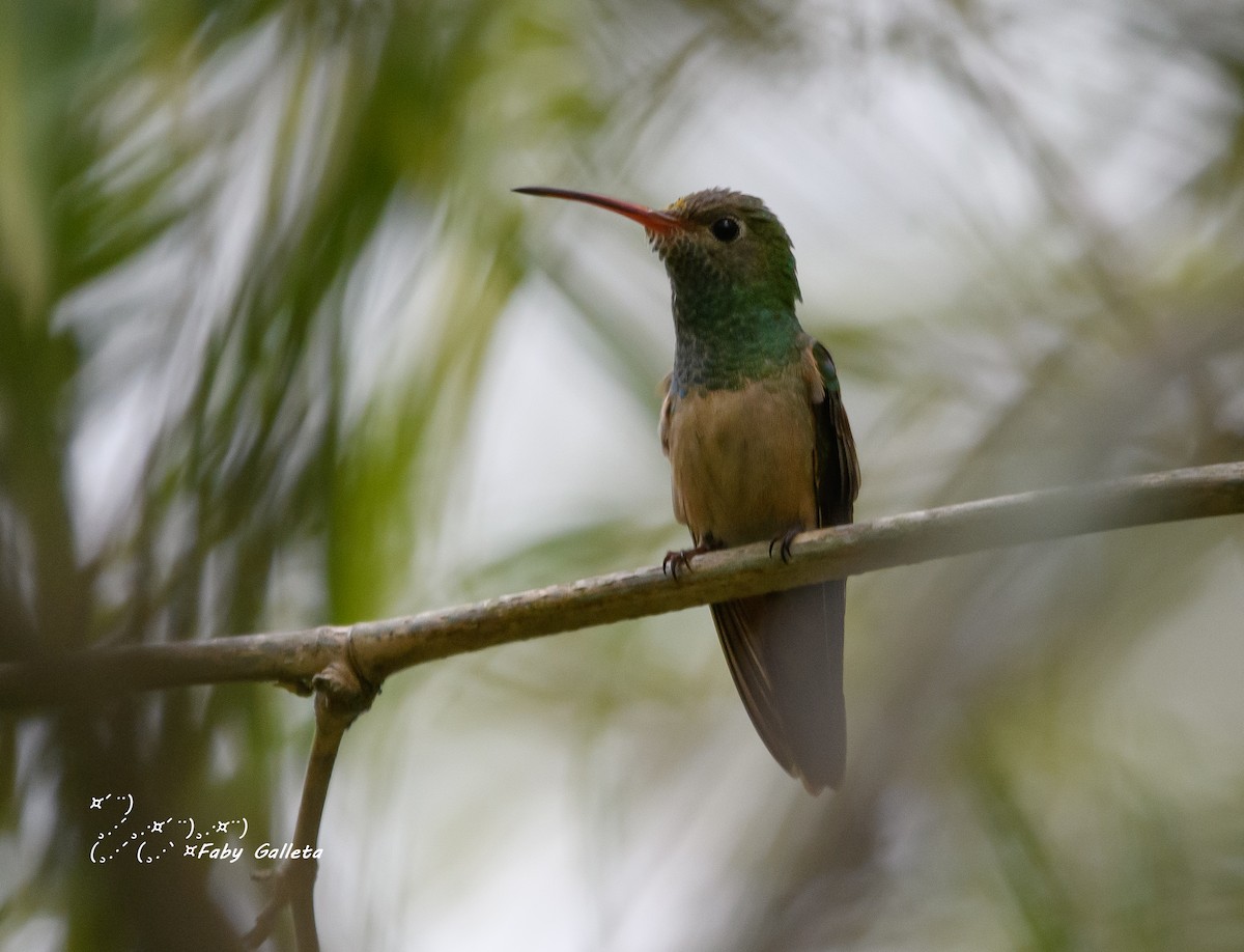 eBird Checklist - 19 Mar 2023 - Reserva de la Biosfera El Cielo--La ...