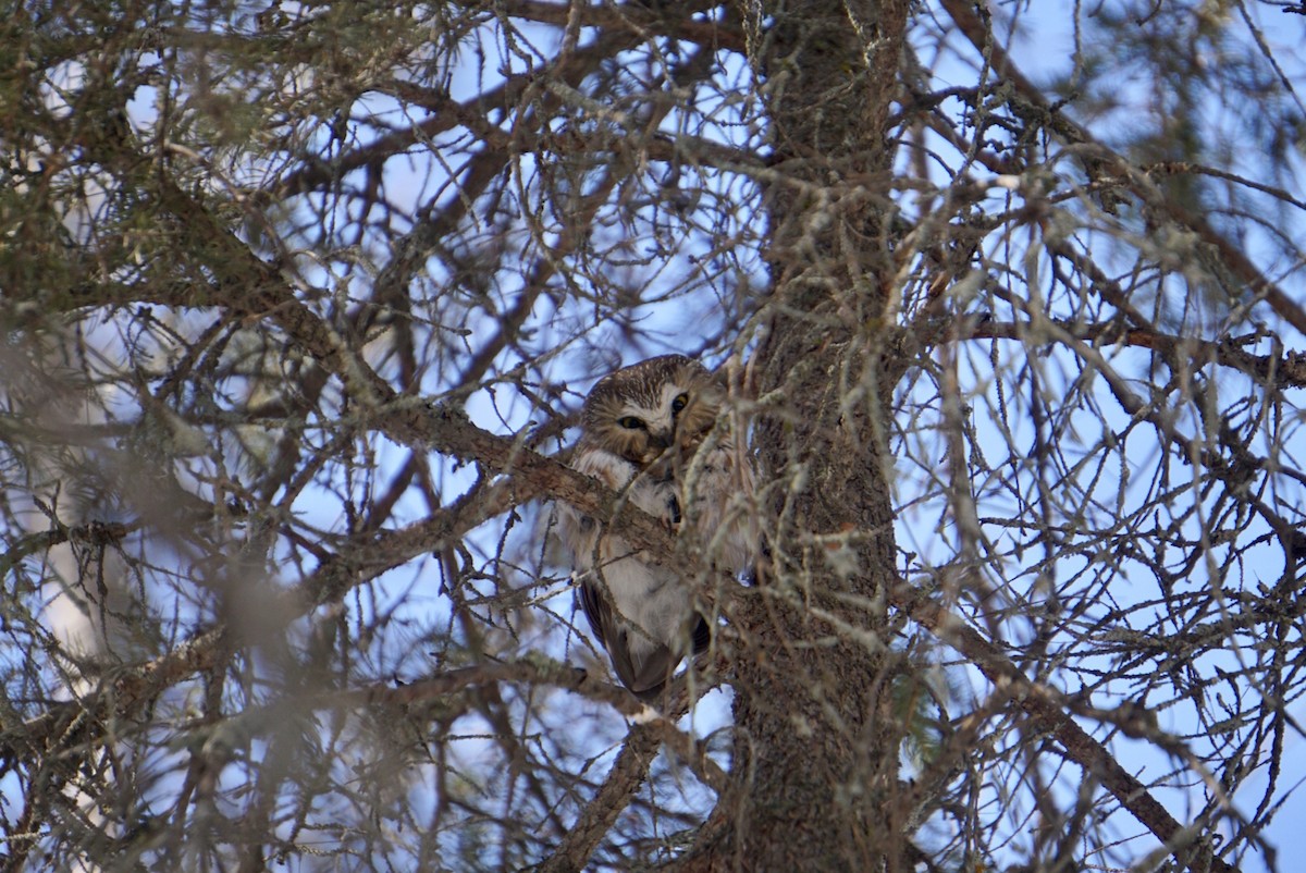 eBird Checklist - 22 Mar 2023 - Edmonton--Whitemud Park - 6 species