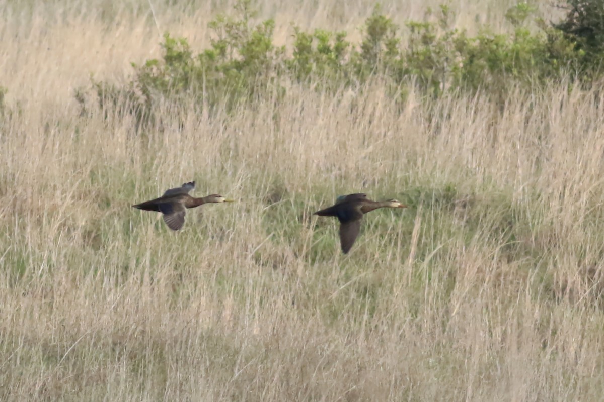 eBird Checklist - 22 Mar 2023 - Attwater Prairie Chicken NWR (CTC 004 ...