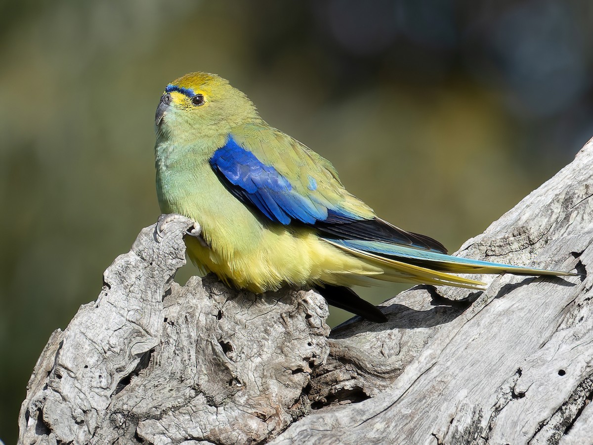 Blue-winged Parrot - Neophema chrysostoma - Birds of the World