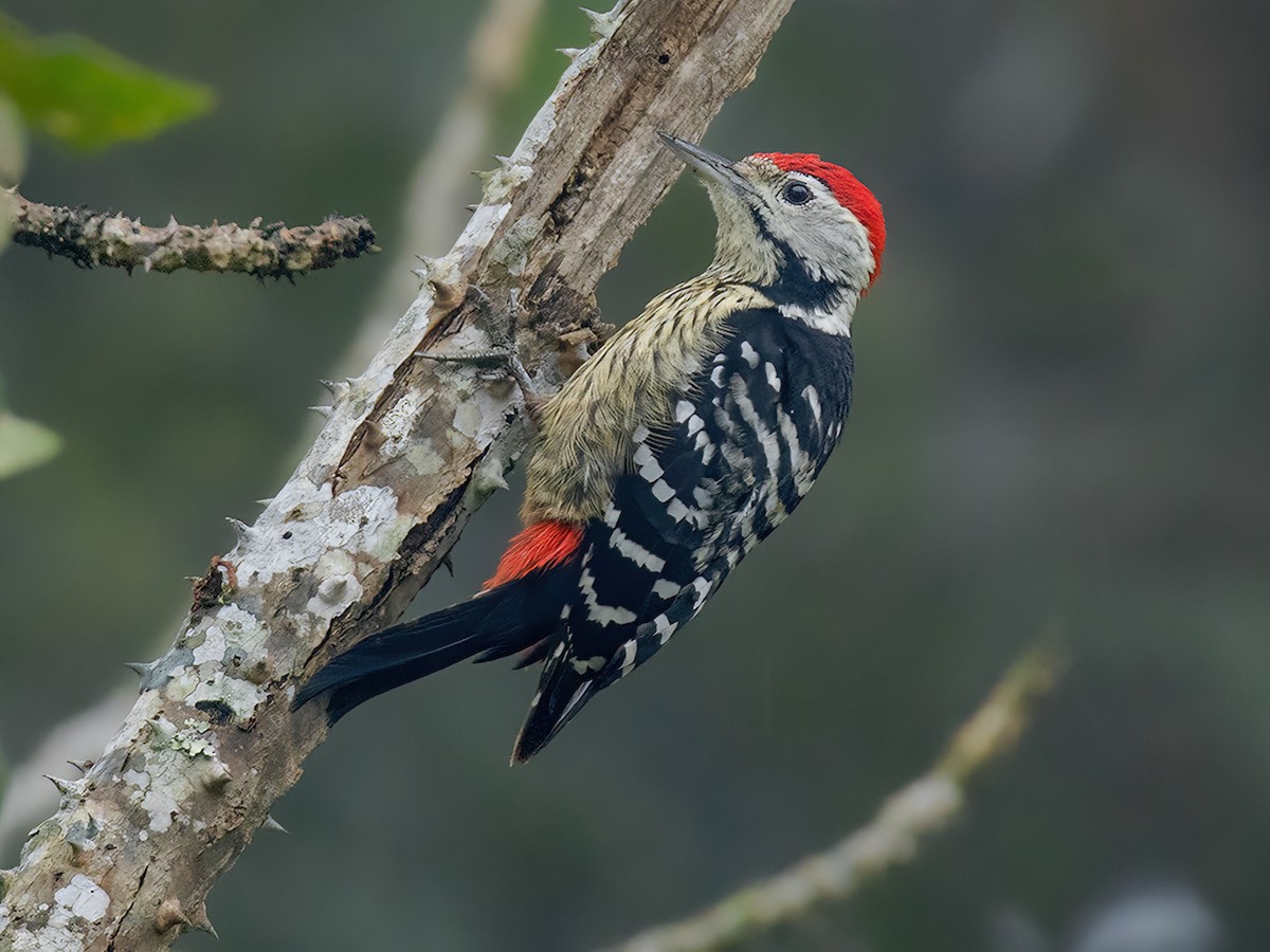 Stripe-breasted Woodpecker - Dendrocopos atratus - Birds of the World