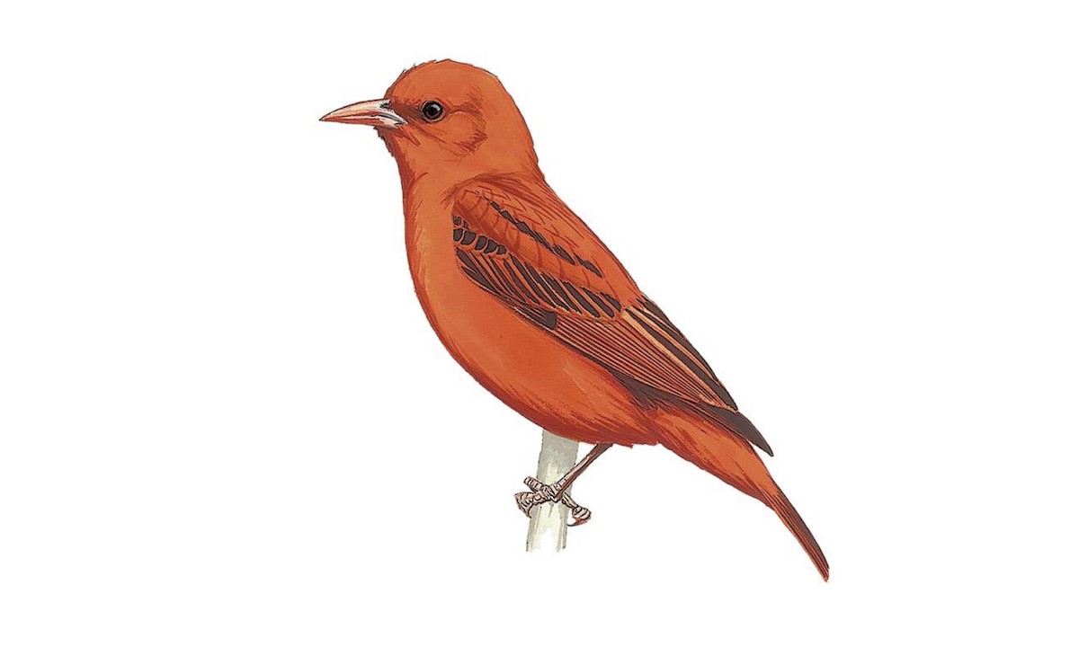 Red Weaver - Anaplectes jubaensis - Birds of the World