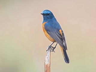 Blue-fronted Redstart - Phoenicurus frontalis - Birds of the World