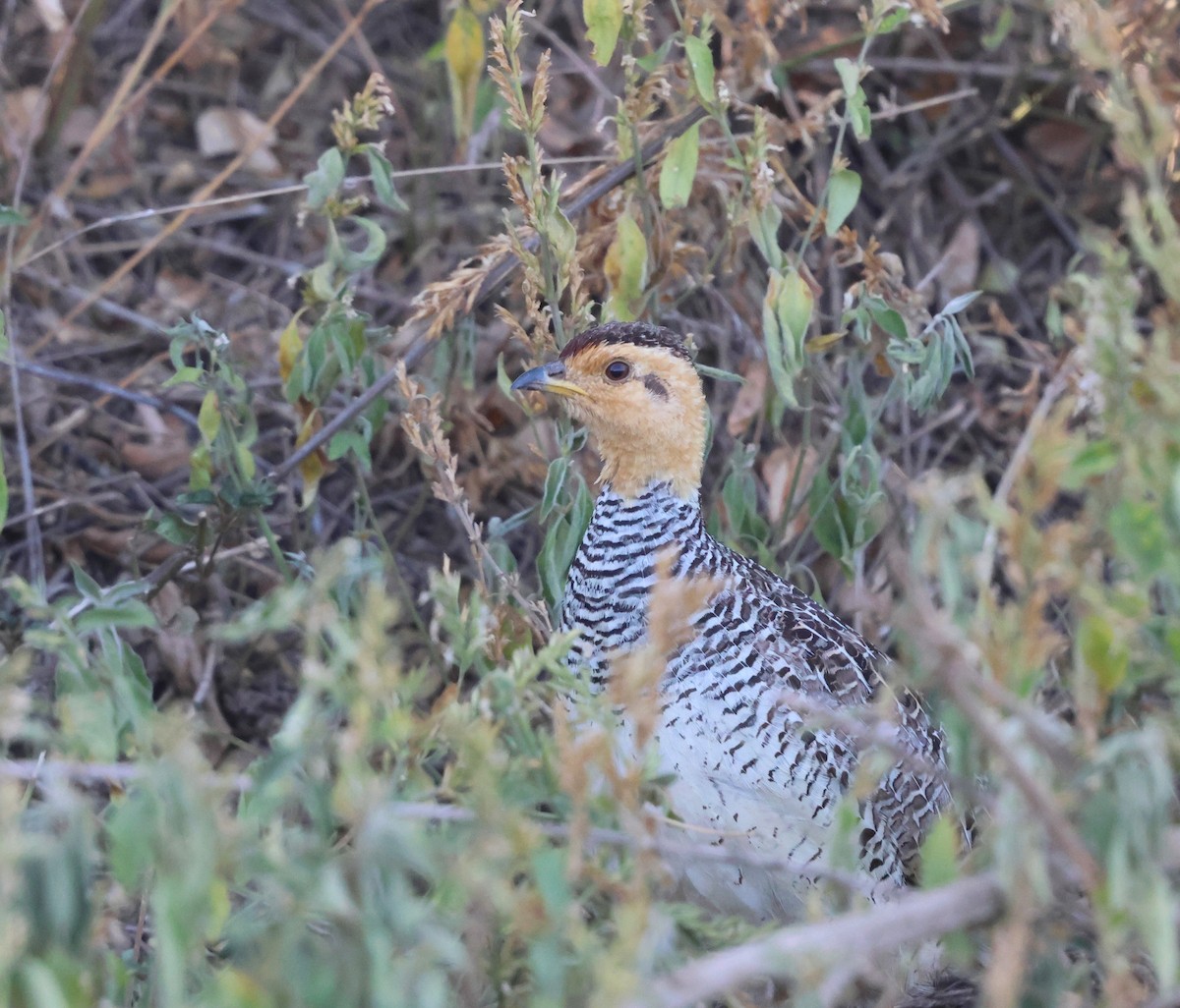 eBird Checklist - 4 Mar 2023 - Maasai Mara NR--Central section - 90 species