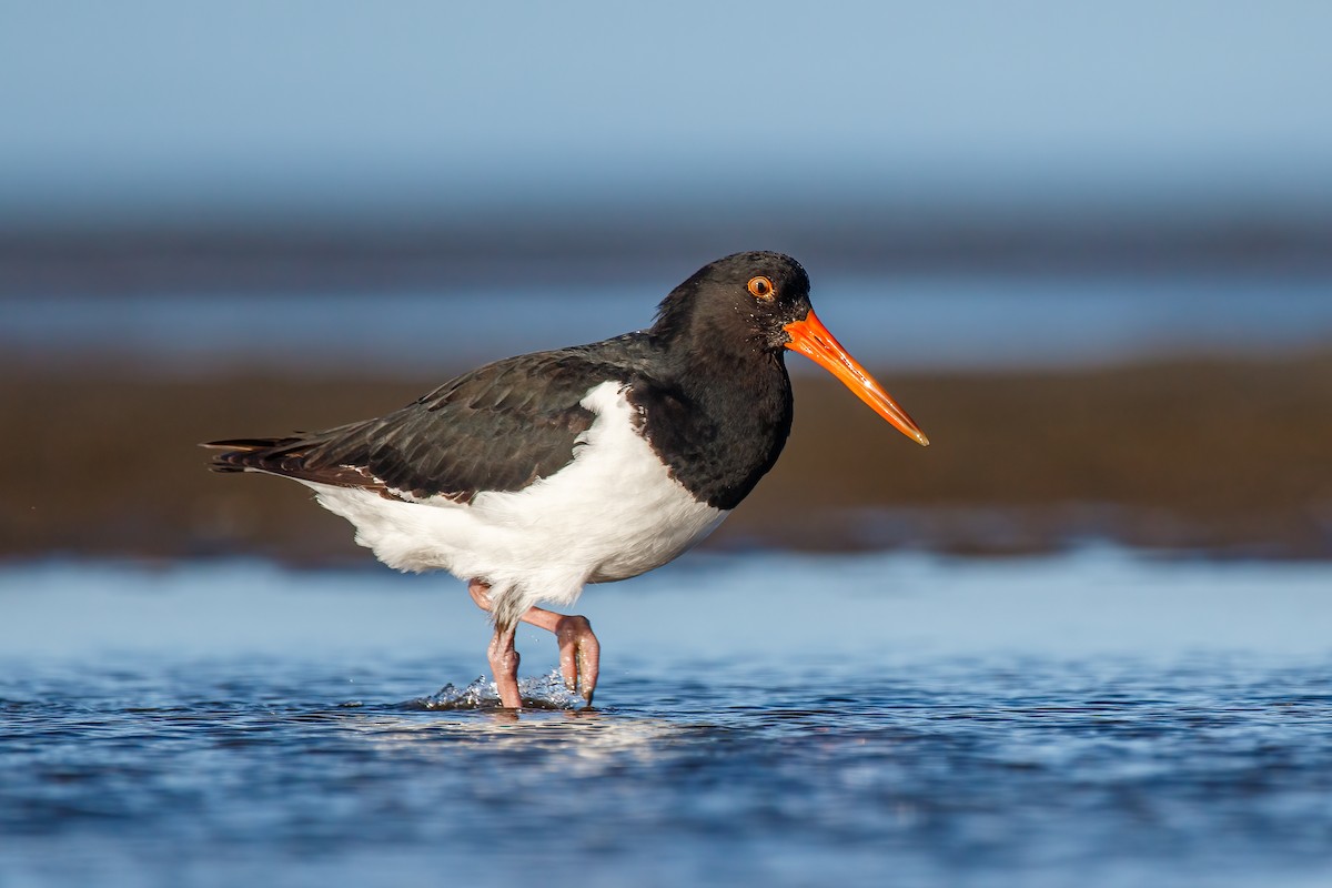 eBird Australia Checklist - 23 Mar 2023 - Tabbil-ban dhagun Boardwalk ...