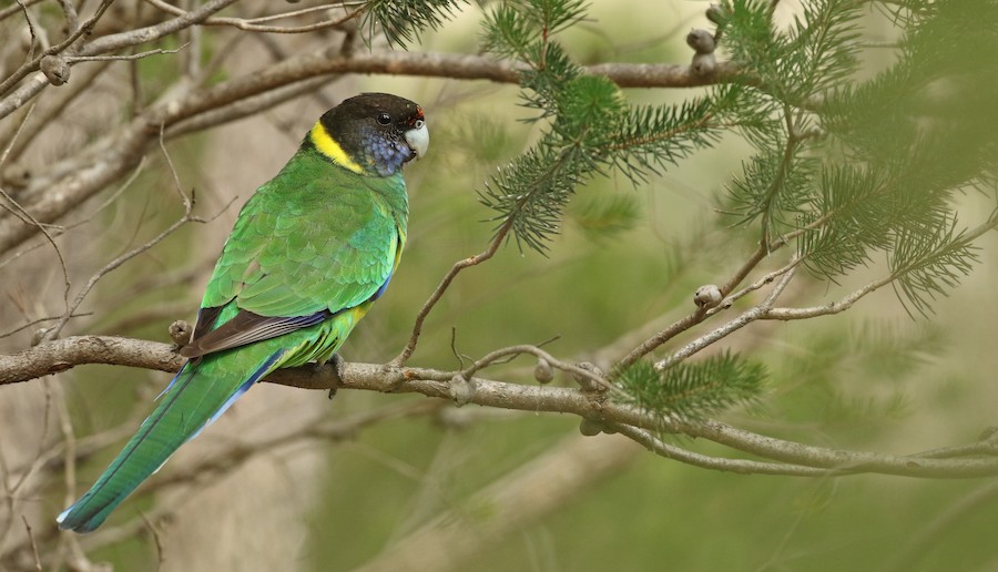 Australian Ringneck (Twenty-eight) - eBird