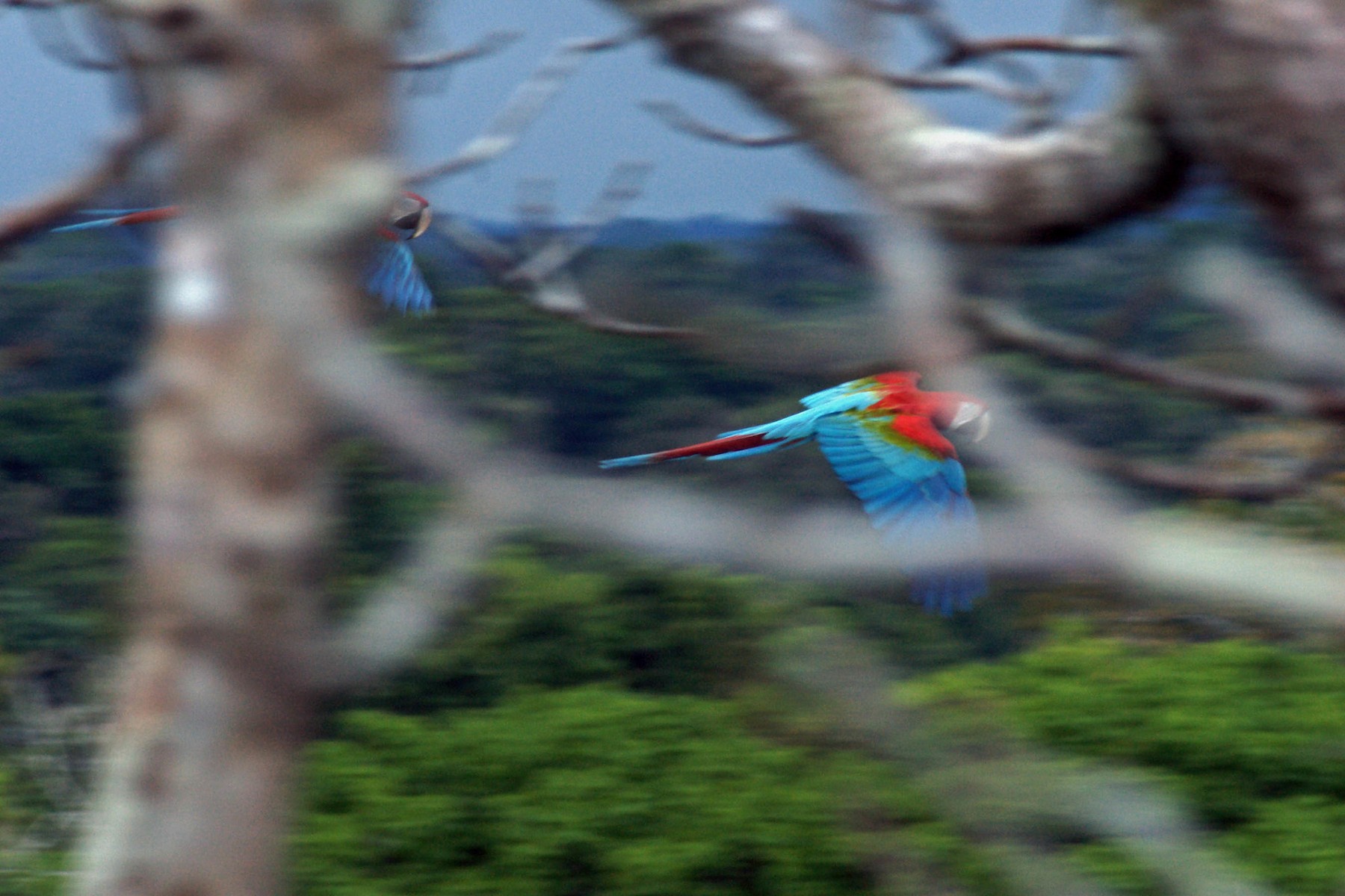 Scarlet/Red-and-green Macaw - eBird