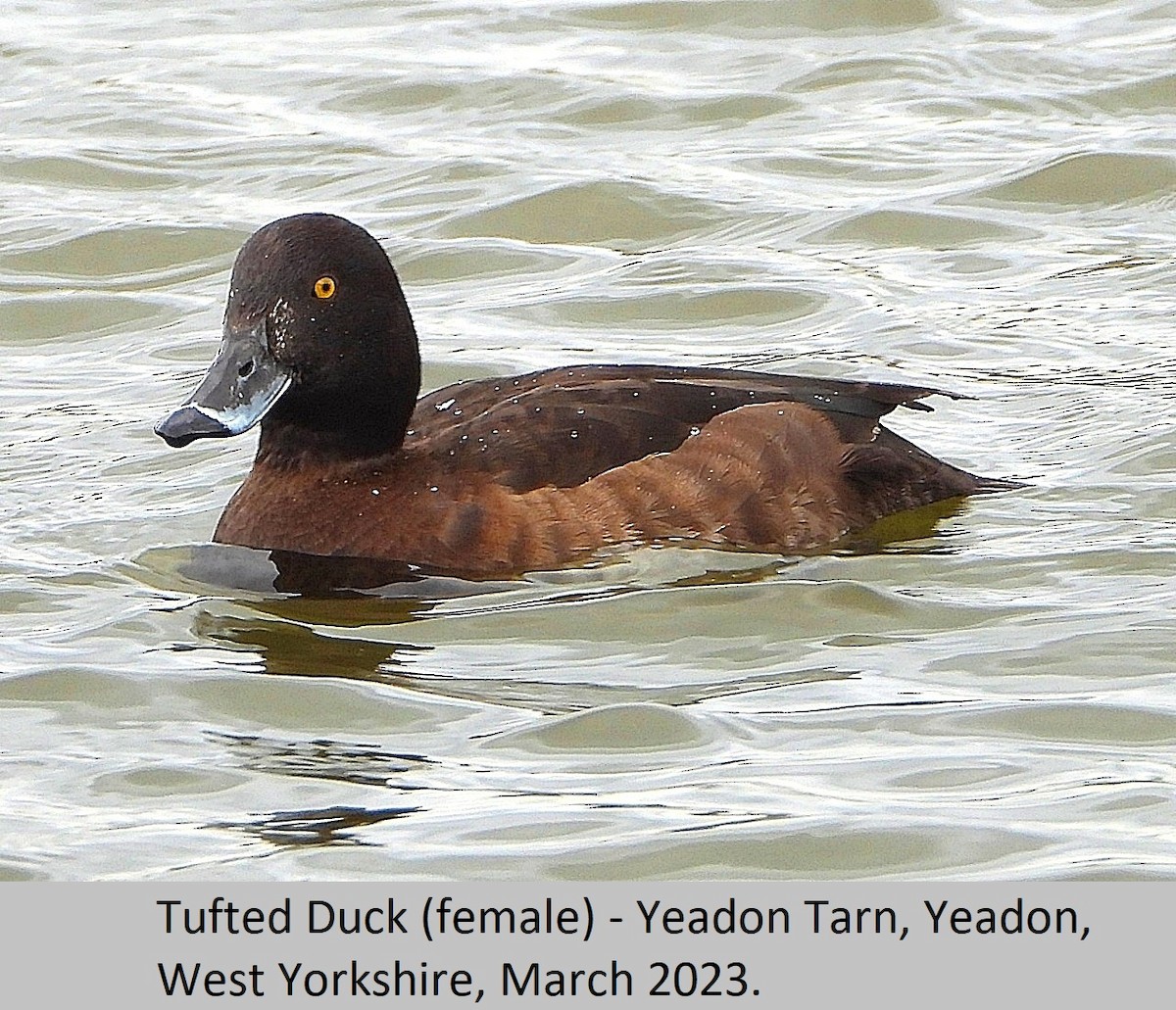eBird Checklist - 23 Mar 2023 - Yeadon Tarn - 8 species