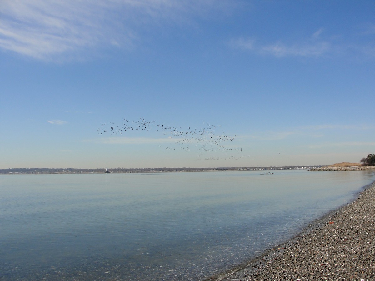 eBird Checklist - 24 Feb 2011 - Tillinghast Place / RISD Beach - 1 species