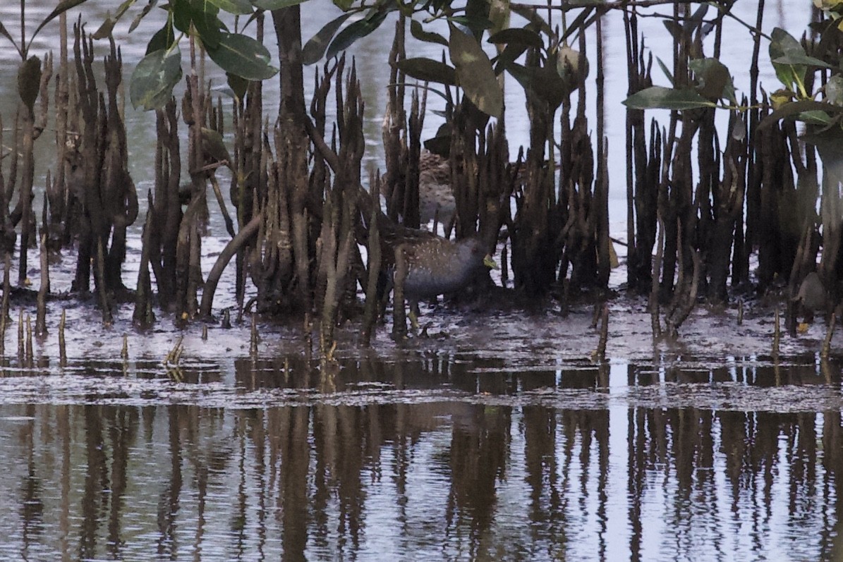 eBird Checklist - 24 Mar 2023 - Hunter Wetlands National Park--Hexham ...
