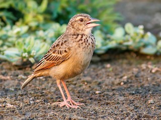 Bengal Bushlark - Plocealauda assamica - Birds of the World