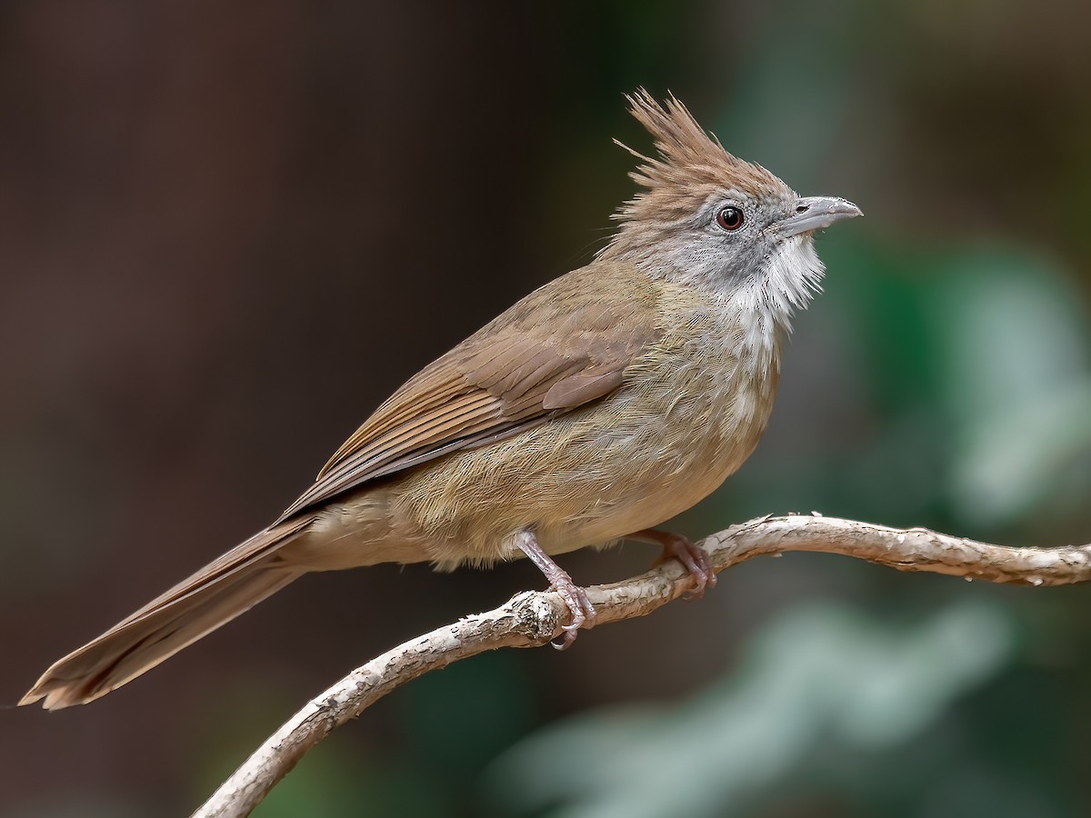 Puff-throated Bulbul - Alophoixus pallidus - Birds of the World