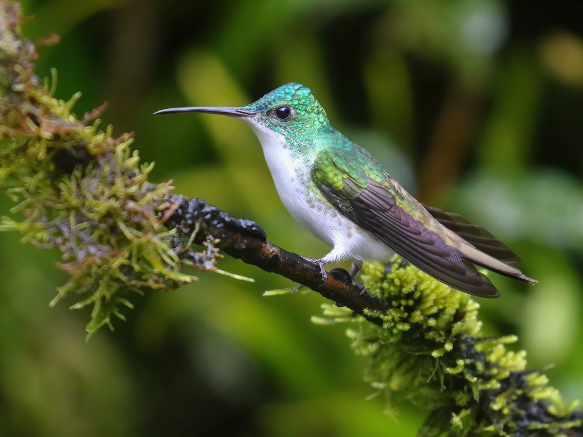 Andean Emerald - Uranomitra franciae - Birds of the World