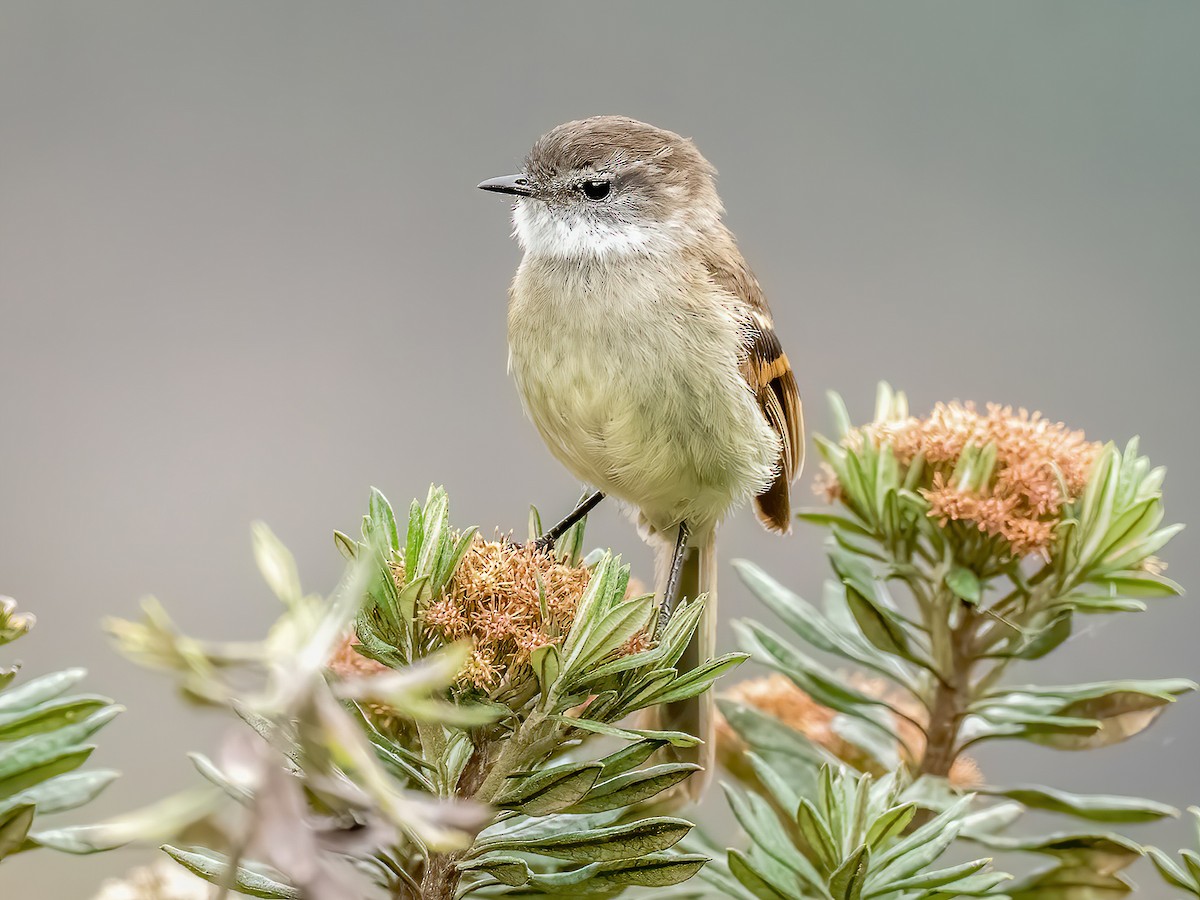 White-throated Tyrannulet - Mecocerculus leucophrys - Birds of the World