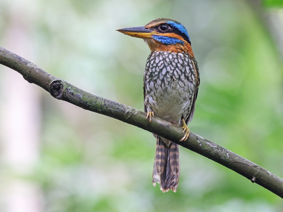 Spotted Kingfisher - Actenoides lindsayi - Birds of the World