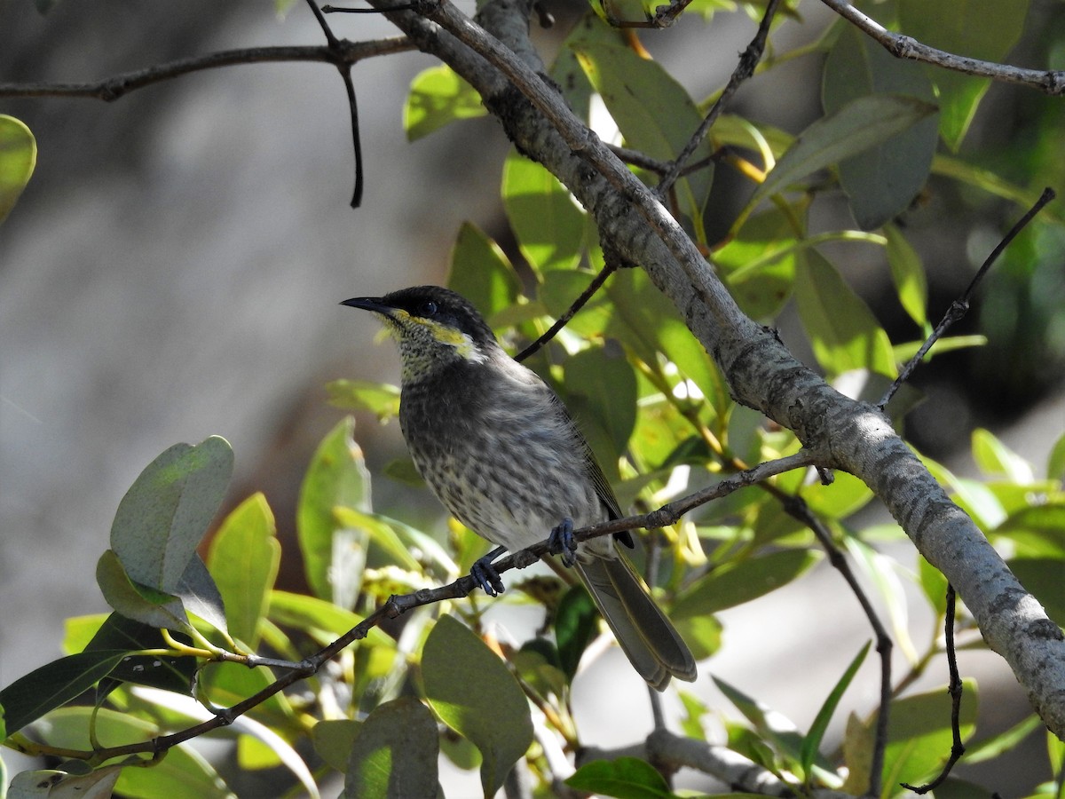 eBird Australia Checklist - 24 Mar 2023 - Toorbul High Tide Roost - 25 ...