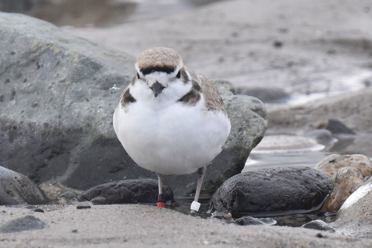 eBird Checklist - 22 Mar 2023 - Malibu Lagoon--State Beach including ...