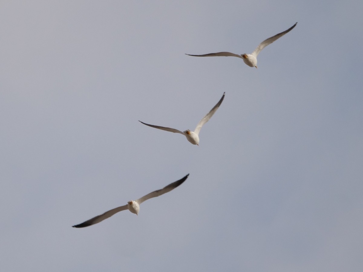 Israel Breeding Bird Atlas Checklist - 24 Mar 2023 - Kibbutz Eilot ...