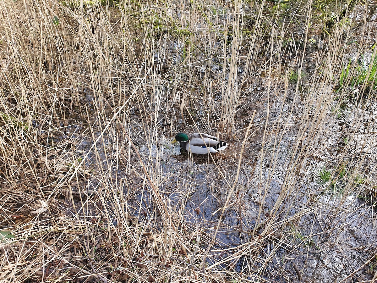 eBird Checklist - 23 Mar 2023 - Leighton Moss RSPB Reserve - 69 species