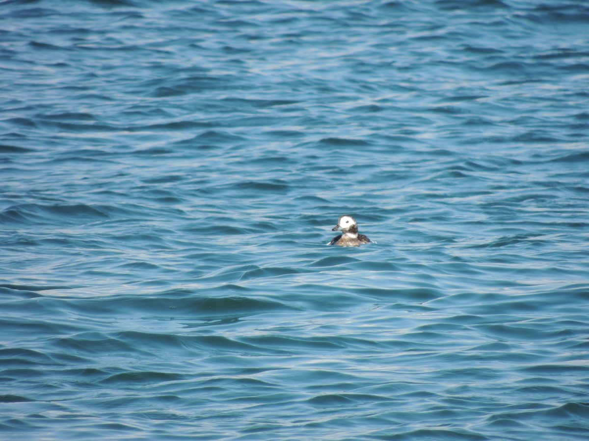 eBird Checklist - 24 Mar 2023 - Fort Pickens Pier - 10 species