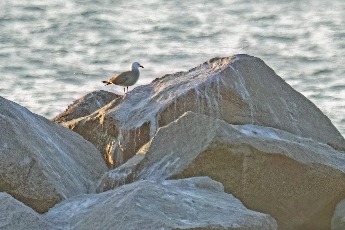 eBird Checklist - 24 Mar 2023 - Rudee Inlet - 24 species