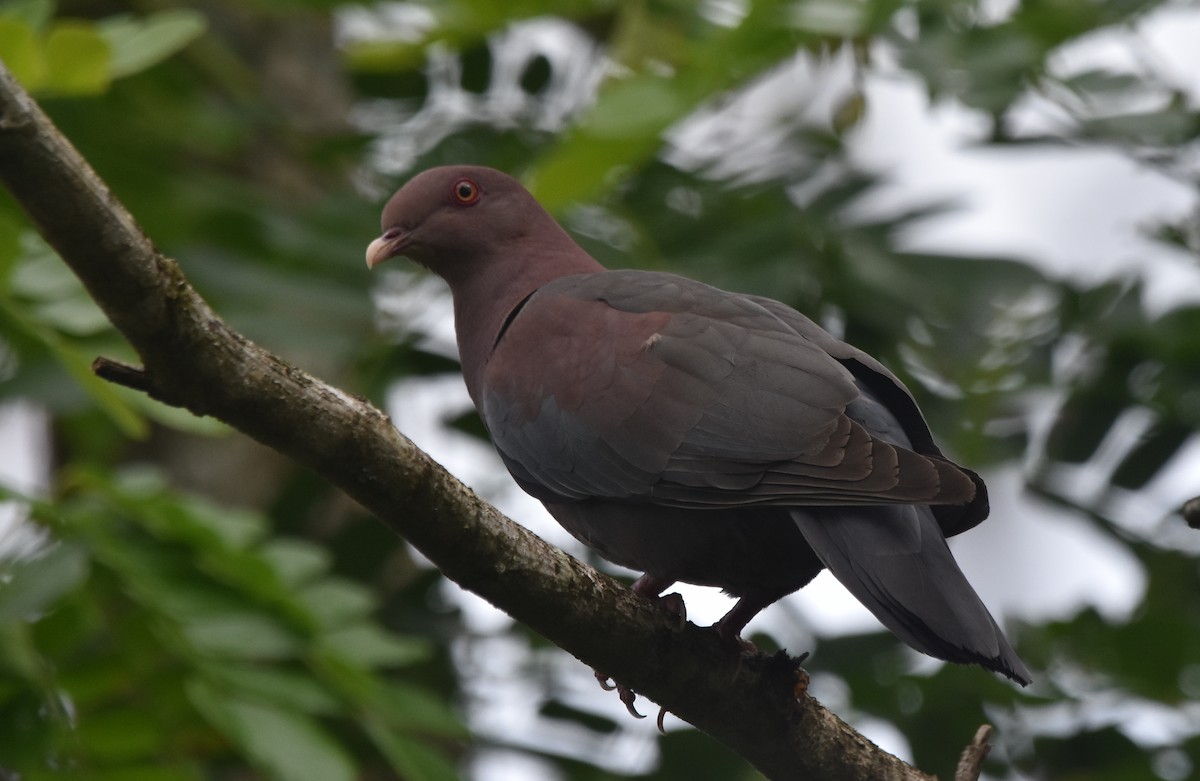 eBird Checklist - 24 Mar 2023 - Jaco Humedales-Quebrada Bonita - 86 species