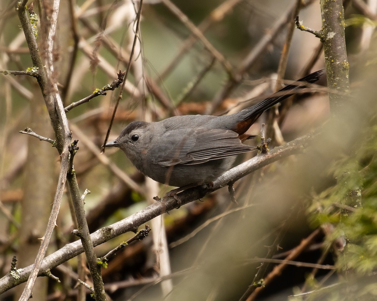 eBird Checklist - 24 Mar 2023 - 9495 Southwest Taylor Street, Portland ...