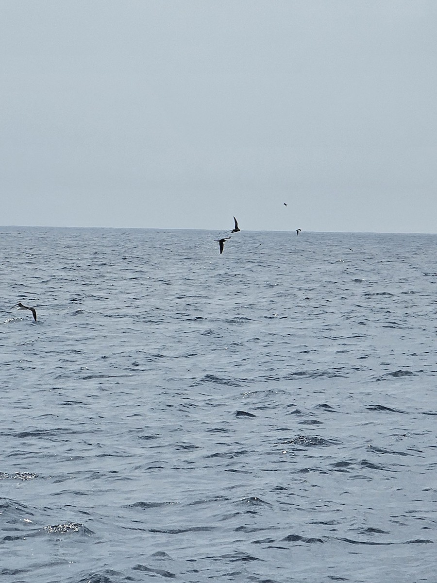 eBird Checklist - 24 Mar 2023 - 宜蘭--南方澳-東澳-南澳海域(Yilan--Nanfang'ao, Dong ...