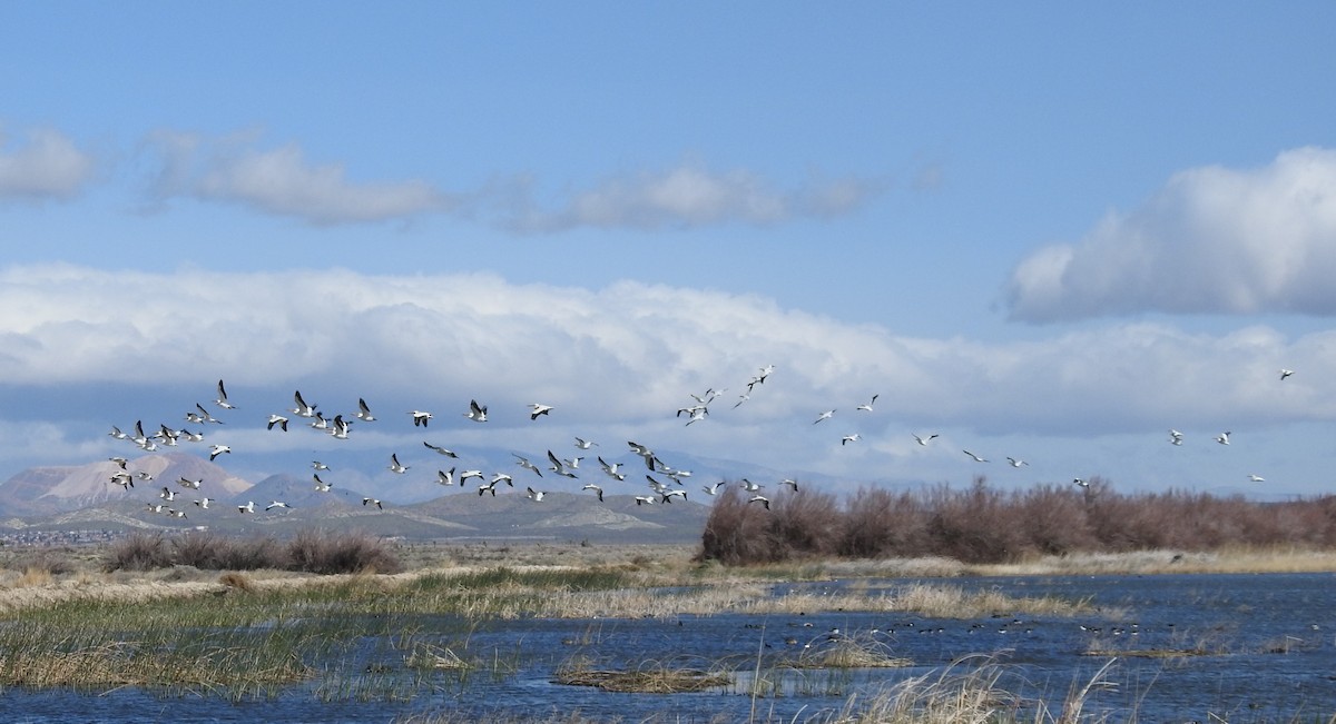 eBird Checklist - 24 Mar 2023 - Piute Ponds (permit required) - 54 ...
