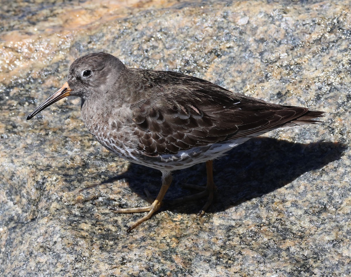 eBird Checklist - 24 Mar 2023 - Lighthouse Point Park & Jetty - 9 species