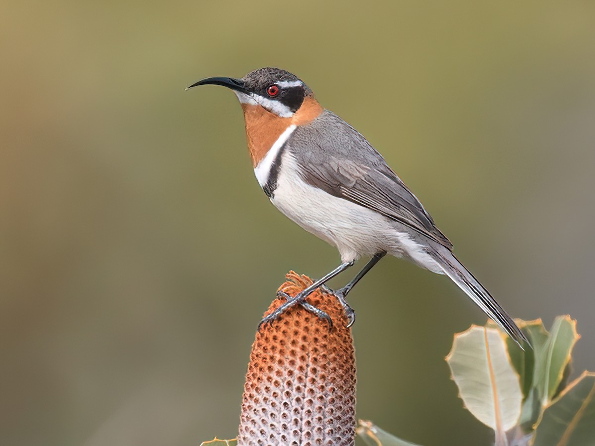 Western Spinebill - Acanthorhynchus superciliosus - Birds of the World