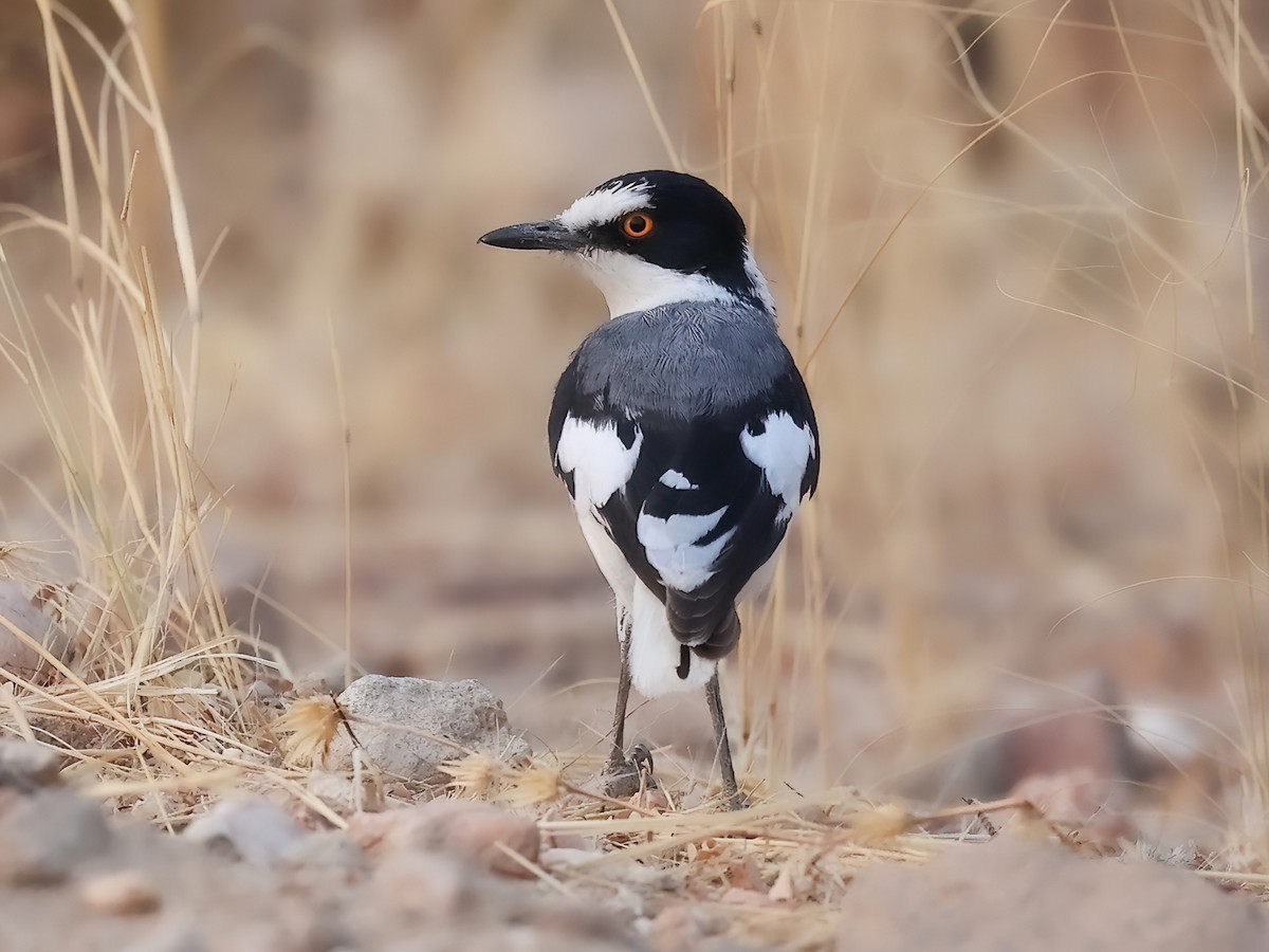 White-tailed Shrike - Lanioturdus torquatus - Birds of the World