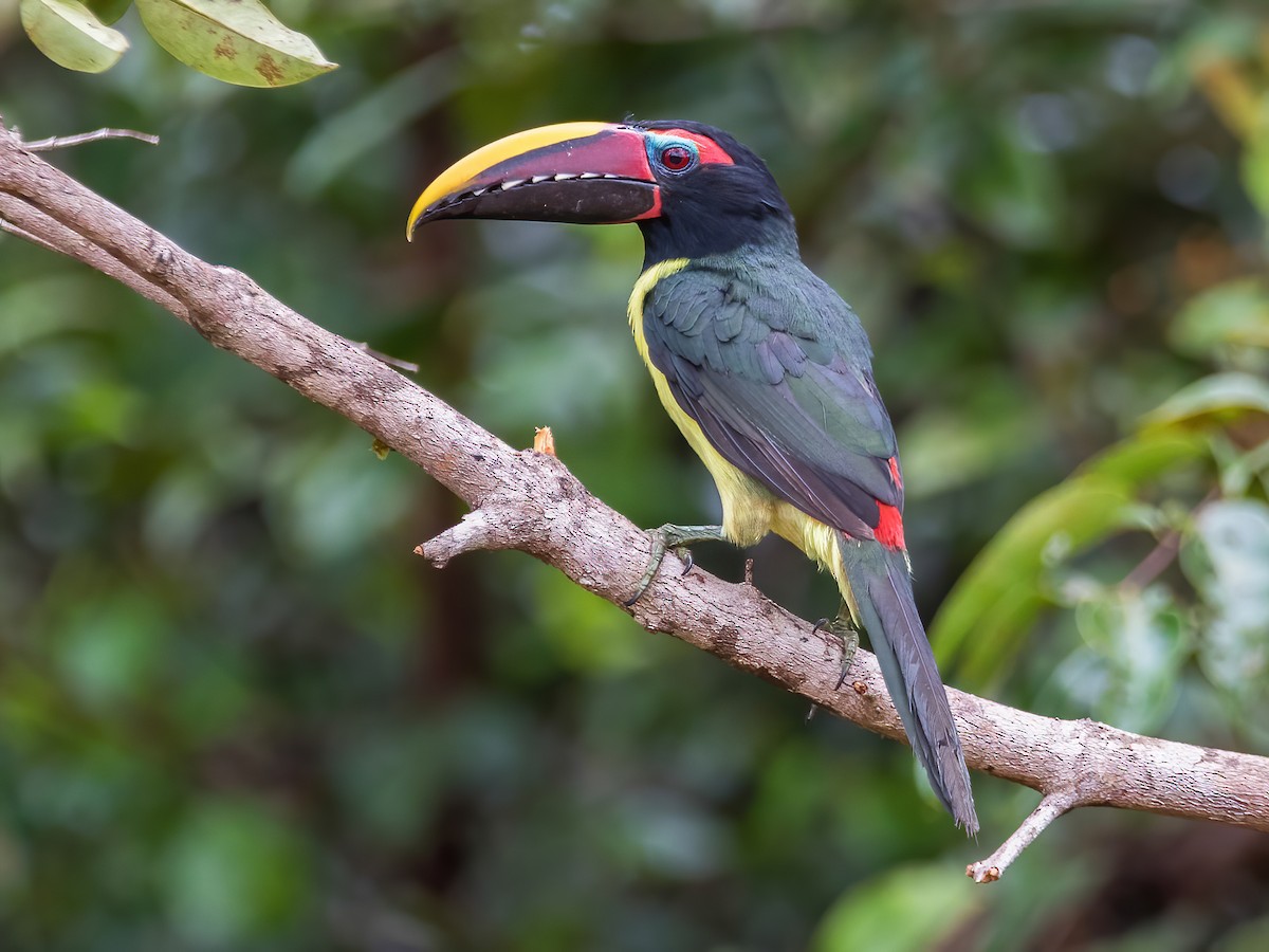 Green Aracari - Pteroglossus viridis - Birds of the World