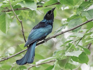 Hair-crested Drongo - Dicrurus hottentottus - Birds of the World