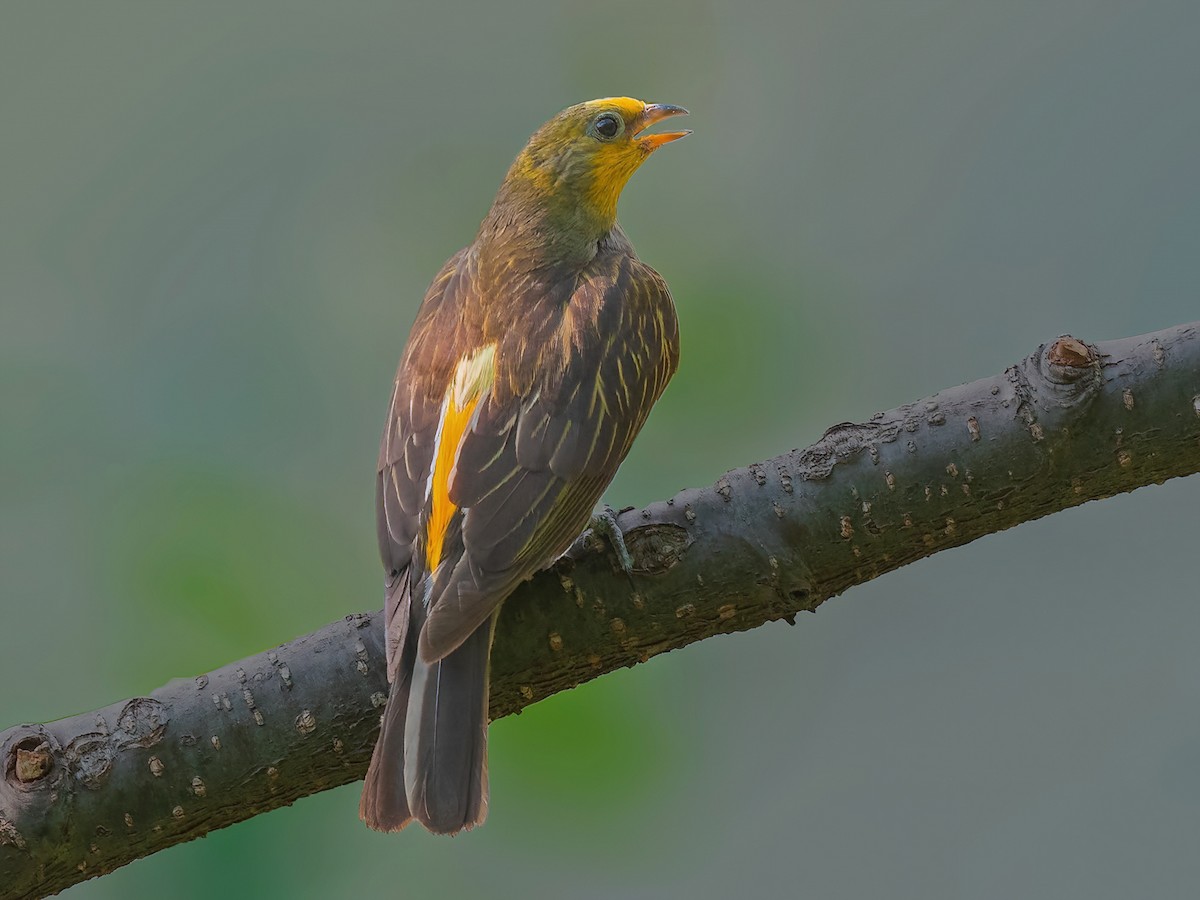 Yellow-rumped Honeyguide - Indicator xanthonotus - Birds of the World