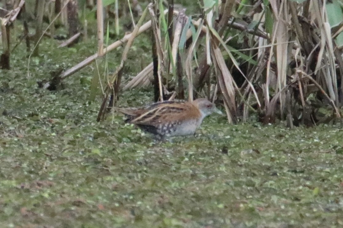 eBird Checklist - 25 Mar 2023 - Sandy Camp Road Wetlands - 58 species
