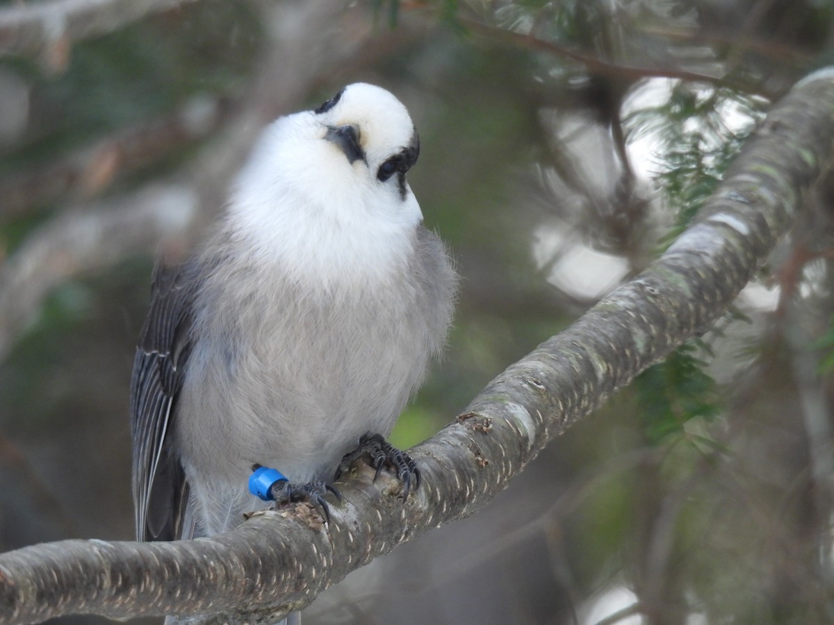 New York Breeding Bird Atlas Checklist - 22 Mar 2023 - Sabattis Bog - 3 ...