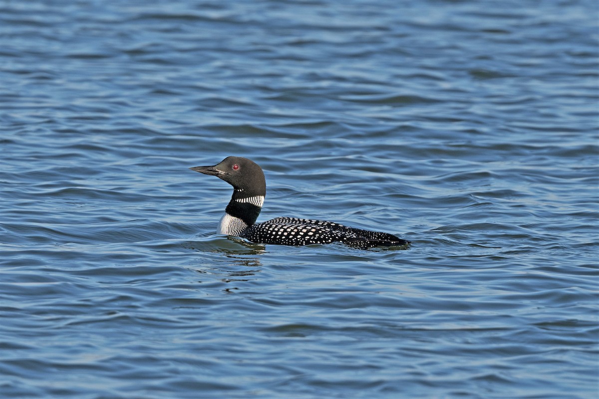 eBird Checklist - 25 Mar 2023 - Capitol Beach Lake - 16 species (+1 ...