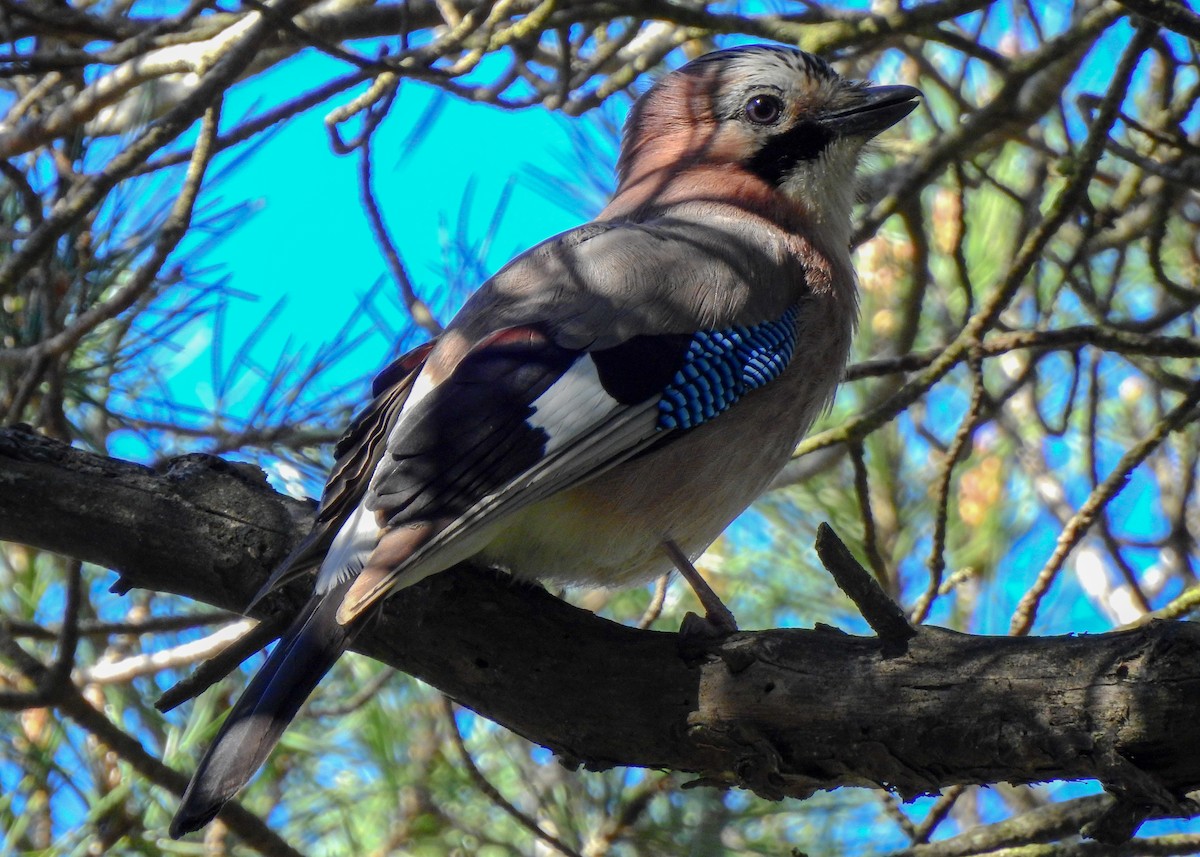 eBird Portugal Checklist - 25 Mar 2023 - PP Arriba Fóssil da Costa da ...