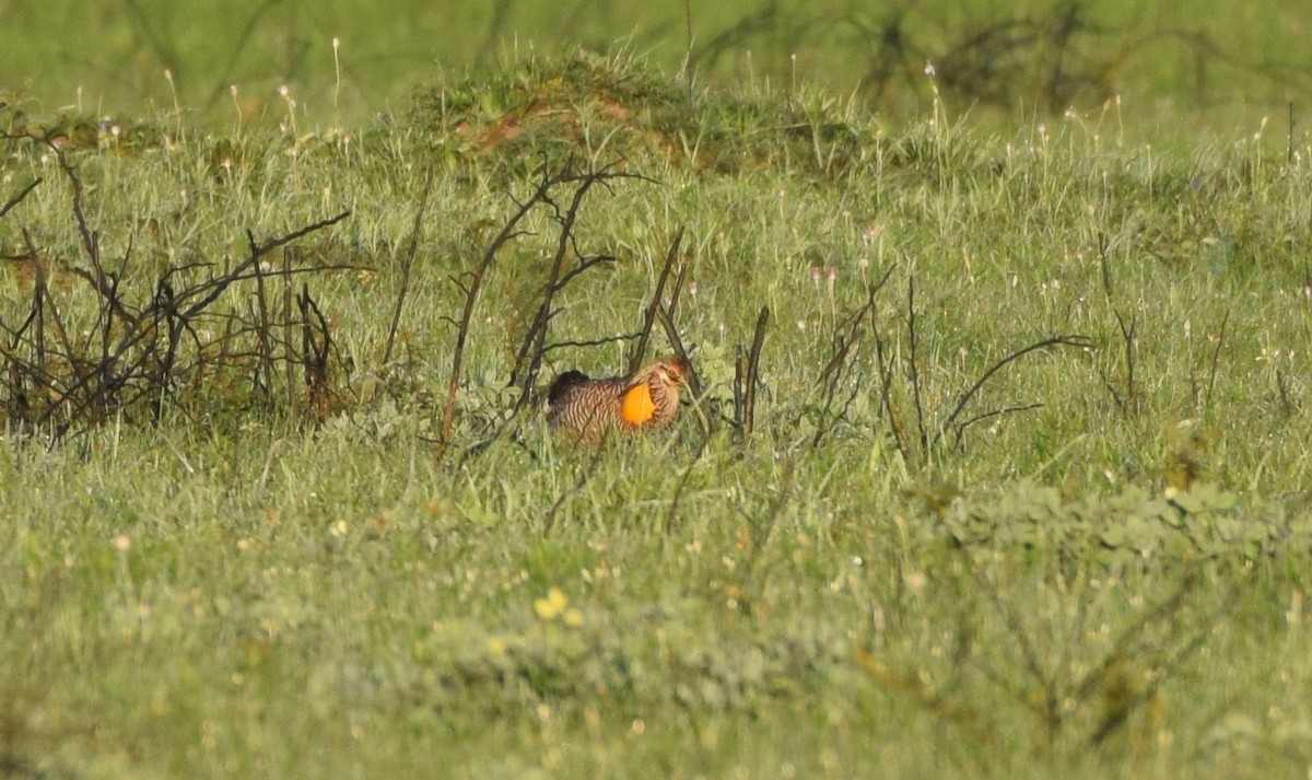 eBird Checklist - 25 Mar 2023 - Attwater Prairie-Chicken NWR—Sycamore ...