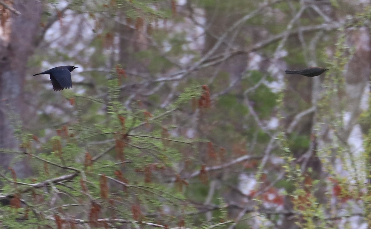 eBird Checklist - 25 Mar 2023 - Stumpy Lake Natural Area - 47 species ...