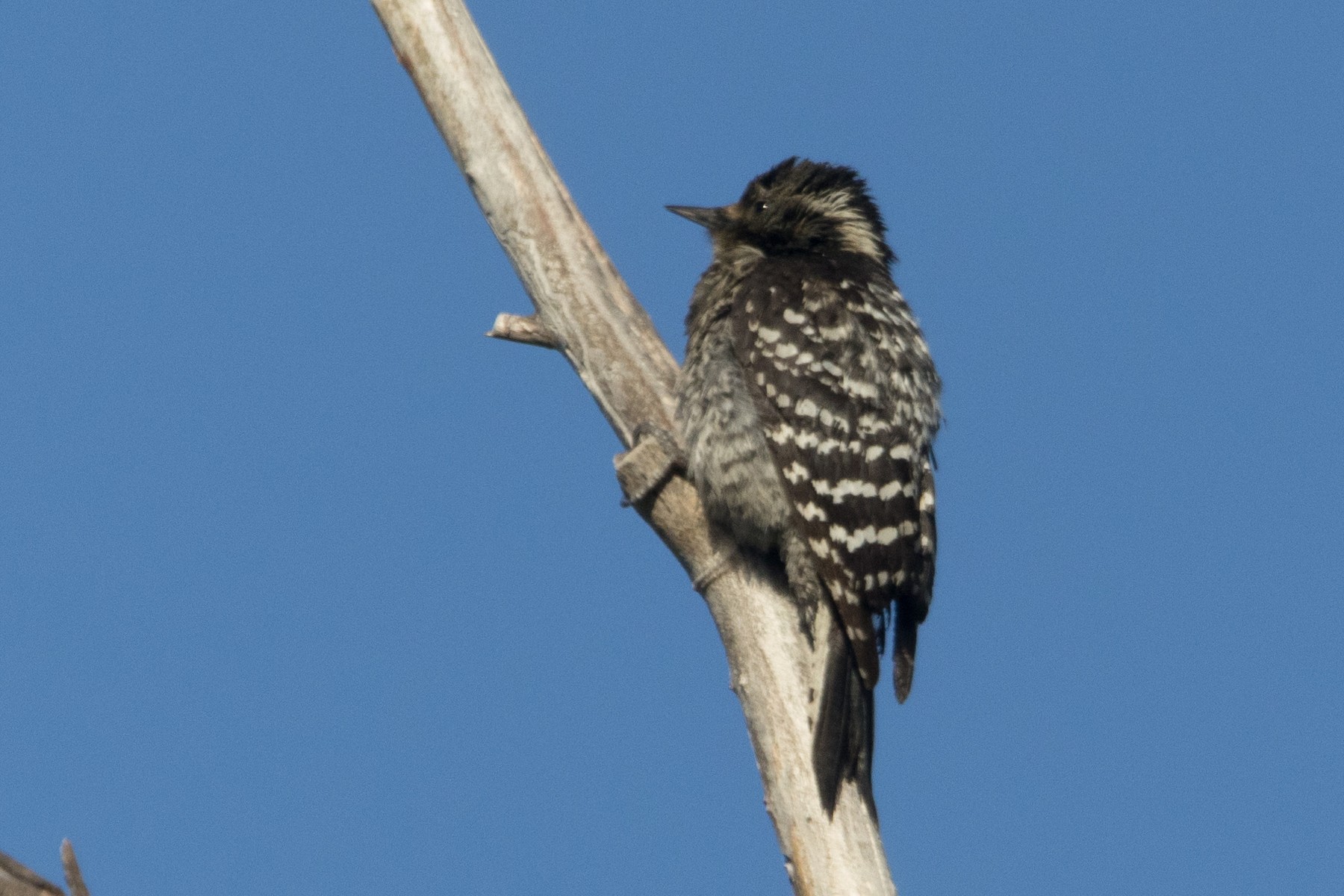 What’s up with this Nuttall’s Woodpecker? - Help Me Identify a North ...