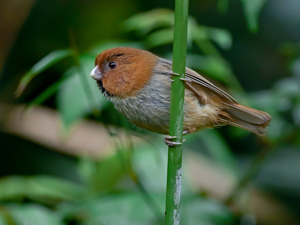 Short-tailed Parrotbill - Suthora davidiana - Birds of the World