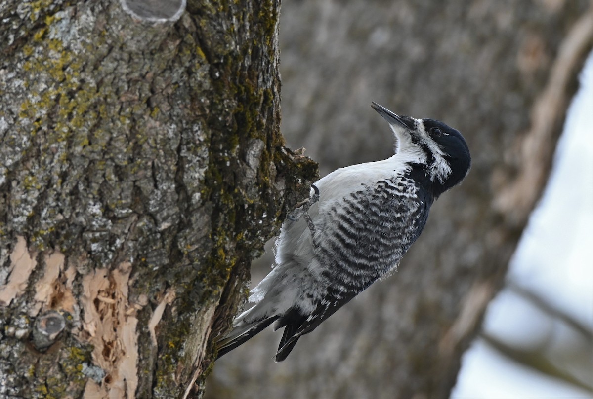 eBird Checklist - 25 Mar 2023 - PN du Cap-St-Jacques - 2 species