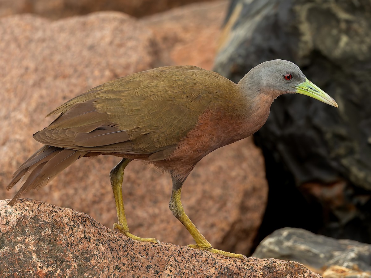 Chestnut Rail - Gallirallus castaneoventris - Birds of the World